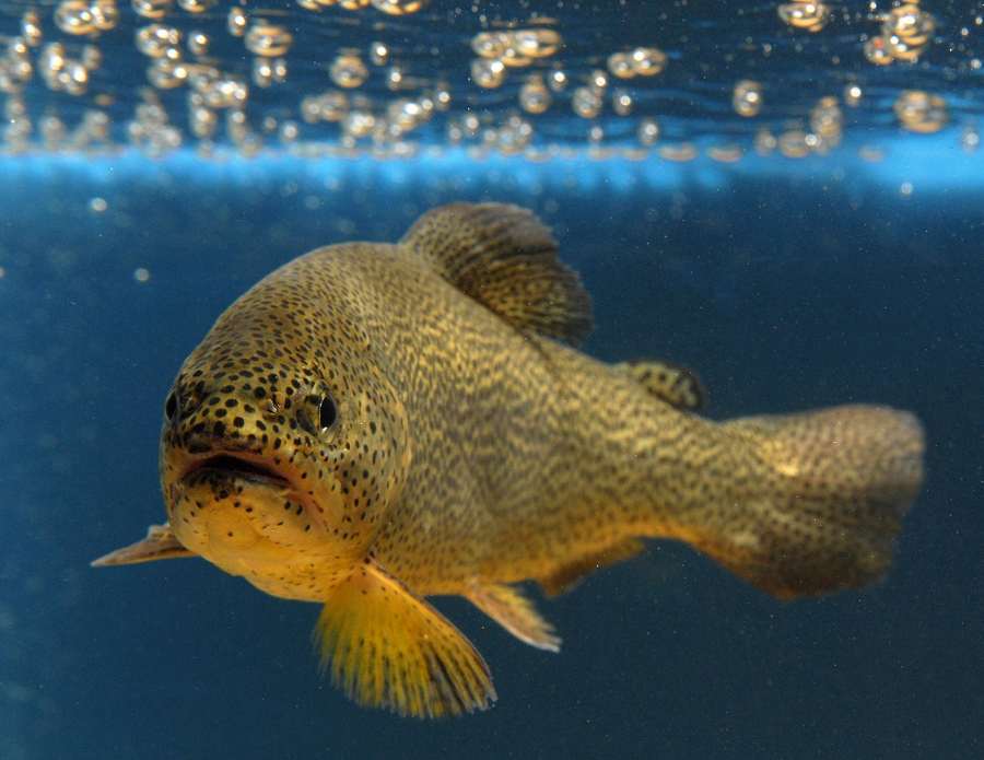 USFWS proposal to delist Apache trout | Westernbass.com