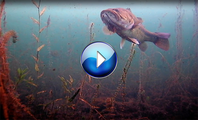 Underwater Fish Strikes Captured Below the Ice! | Westernbass.com