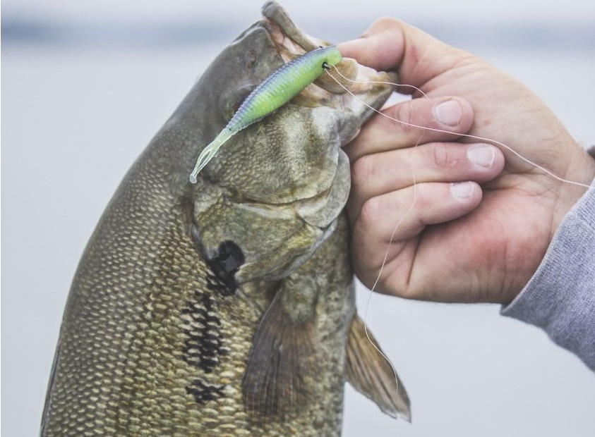 The perfect tool for forward facing sonar | Westernbass.com