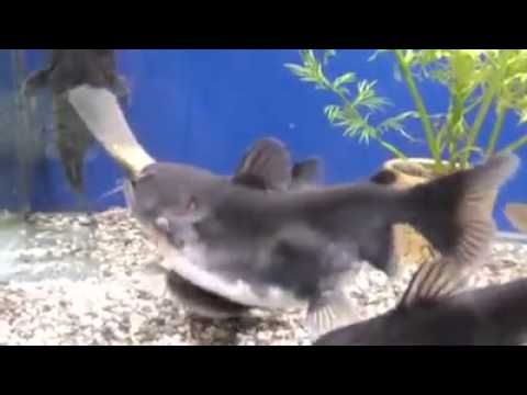 Catfish eats fish in aquarium tank | Doubles its size | Westernbass.com