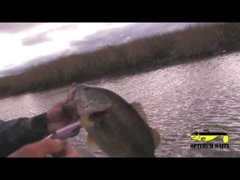 How-To: Fish a Wake Bait | Westernbass.com