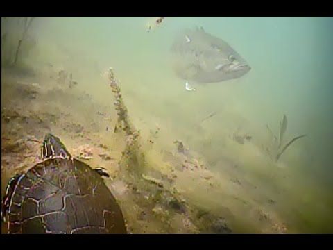 Locating Bass Spawning Areas (with Navionics) | Westernbass.com