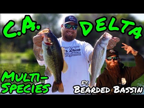 Multi-Species Day on the California Delta ft. Bearded Bassin ...