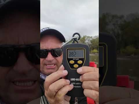 NEW ACCU CULL Waterproof Digital Scale | Westernbass.com