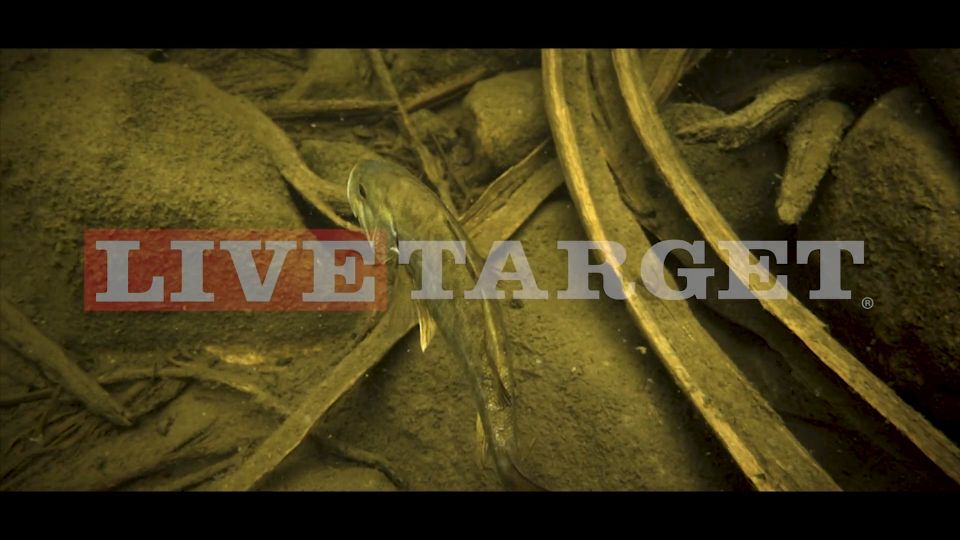 See it in Action | LiveTarget Baitball Spinner Rig | Westernbass.com