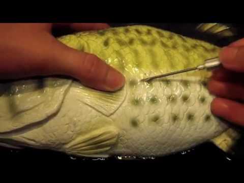 Understanding Barotrauma | Westernbass.com