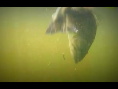 Yamamoto Rigging: Neko Cali rig and tips with Bub Tosh | Westernbass.com